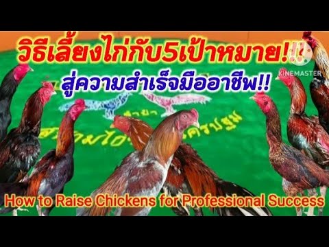 วิธีเลี้ยงไก่#กับ5เป้าหมาย#สู่ความสำเร็จ#How to raise chickens with 5 ...