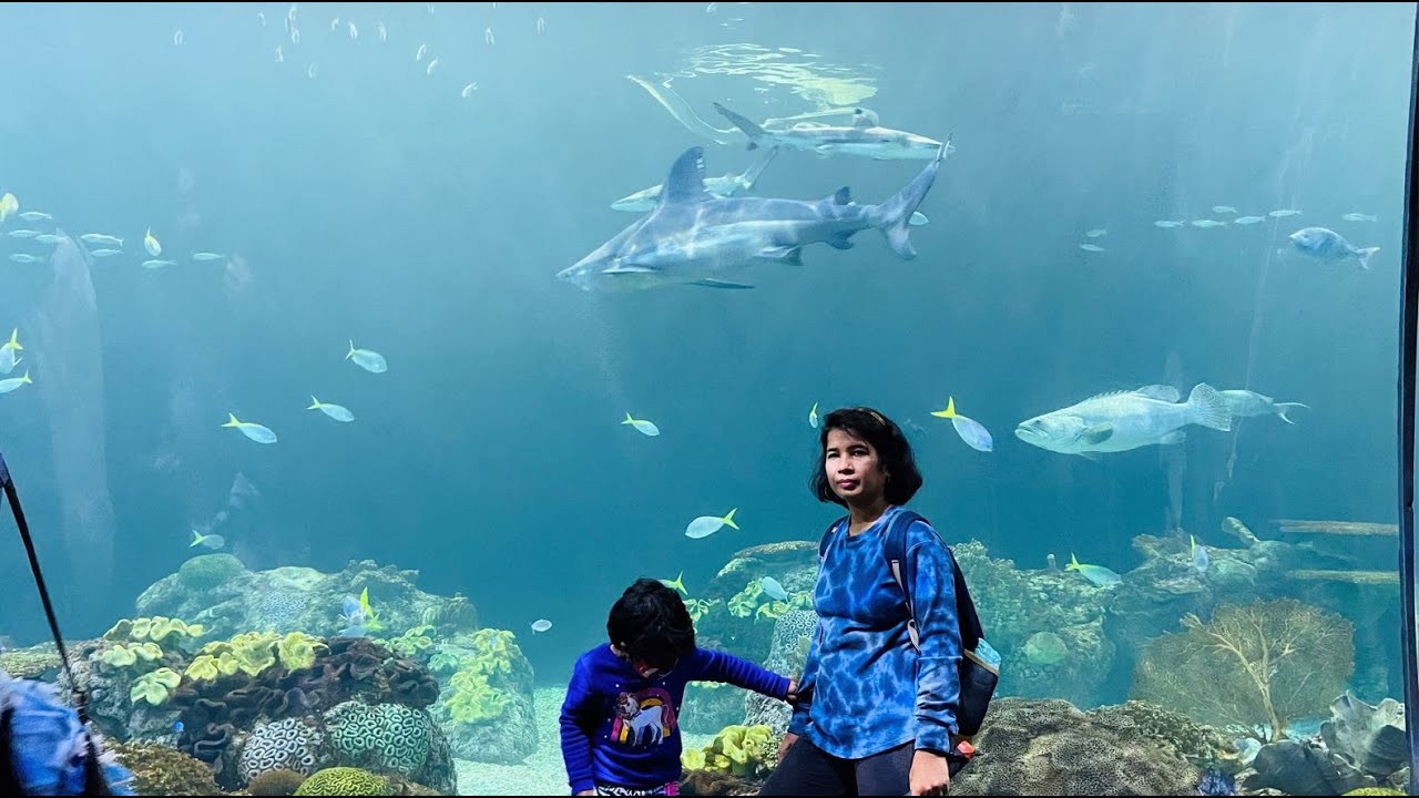 Sharks with other fishes at Shedd Aquarium, Chicago | #Sharks # ...