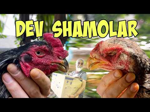 Shamo Diyarı: Dev Horozlar ve Indio Gigante Heybeti | Kümes Ziyareti 2026