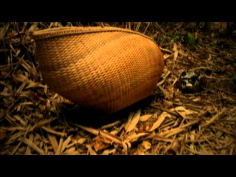 VIRGIN FOREST -Official Trailer