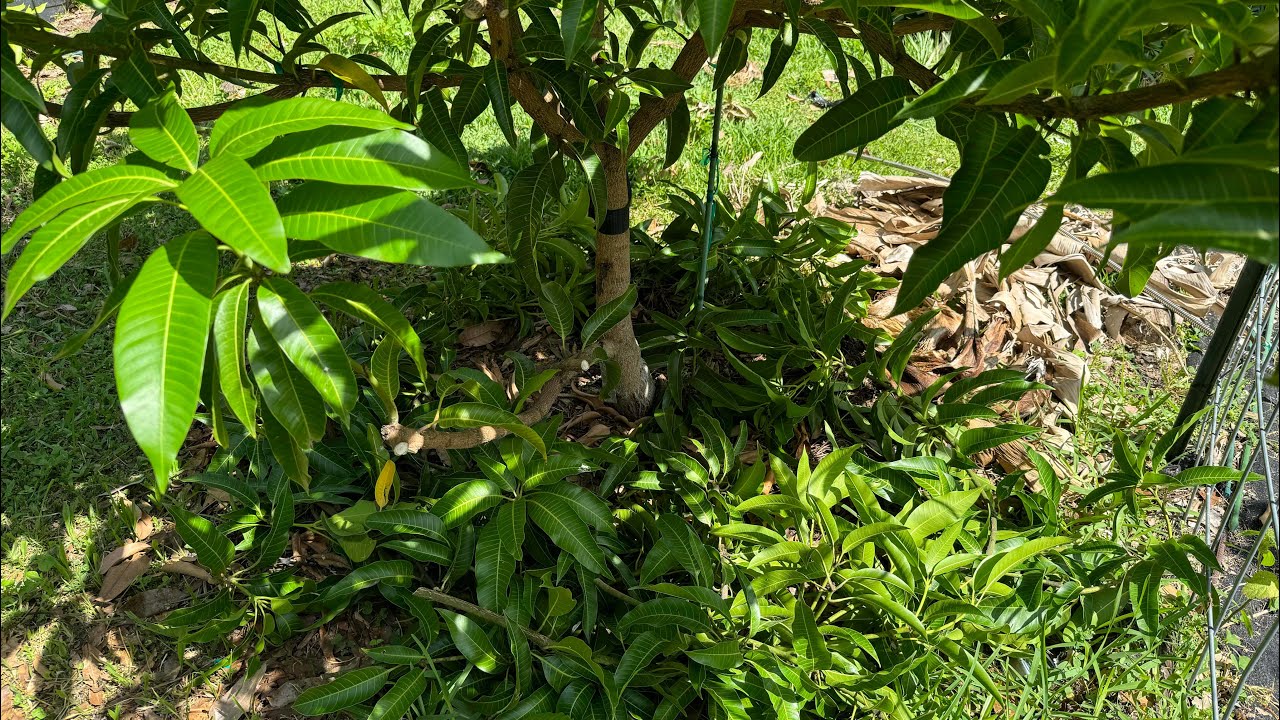 Do it now. Gary mango got a huge haircut!! - YouTube