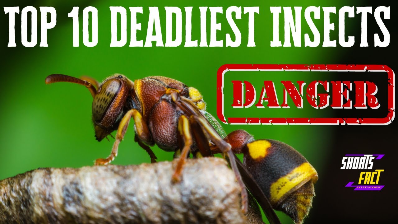 Deadliest insects in the world - YouTube