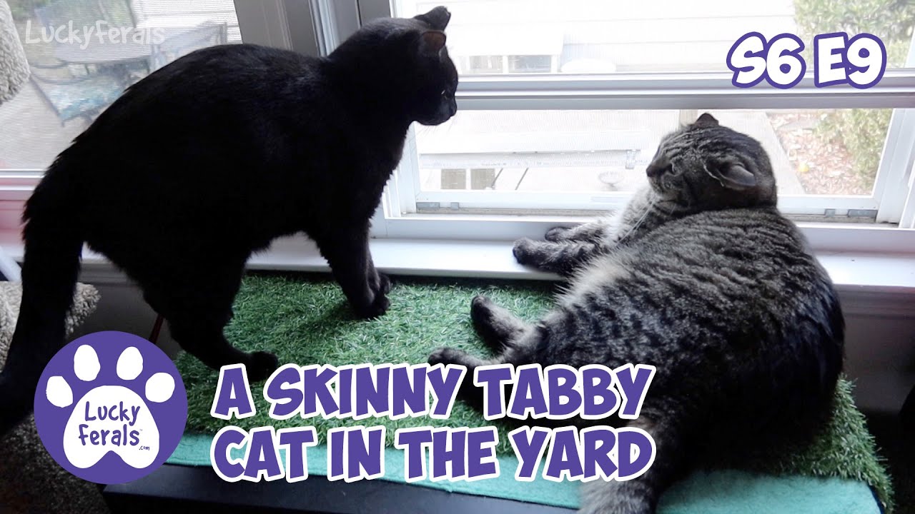 A Very Skinny Tabby Cat In The Yard 🐈 S6 E9 🐈 Lucky Ferals Cat Videos ...