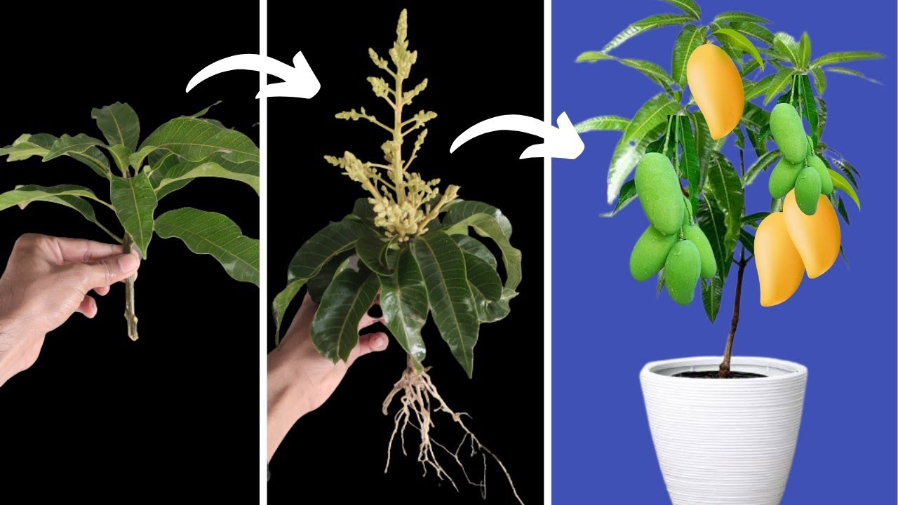 Grow mango tree from mango branch || Eazy way growing mango tree how to ...
