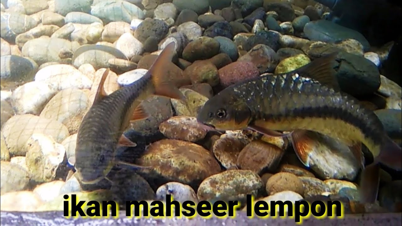 Tank ikan dewa | lempon - YouTube