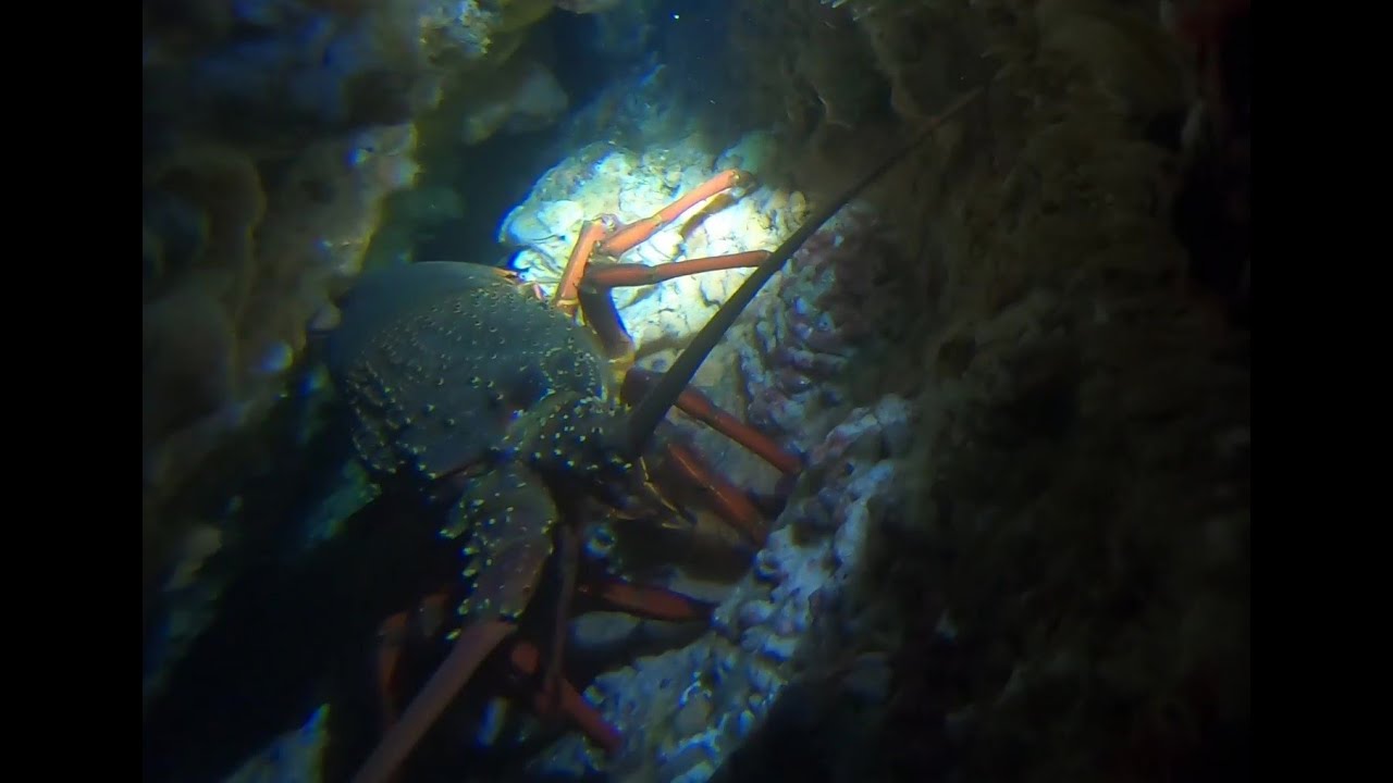 Night Diving for Lobsters - YouTube