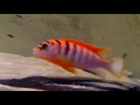 Labidochromis Hongi Sweden VFT Cichlids - YouTube