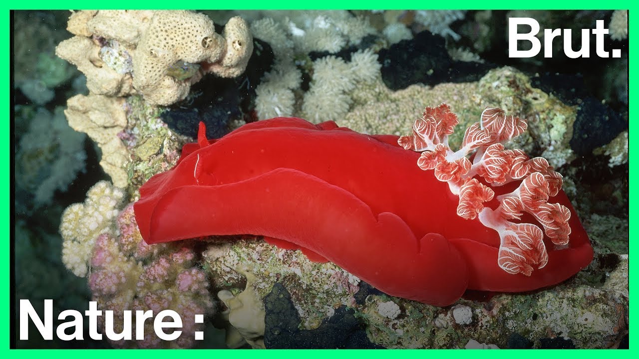 Les nudibranches, des limaces de mer multicolores - YouTube