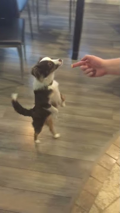 Teaching my dog to walk on two legs! - YouTube