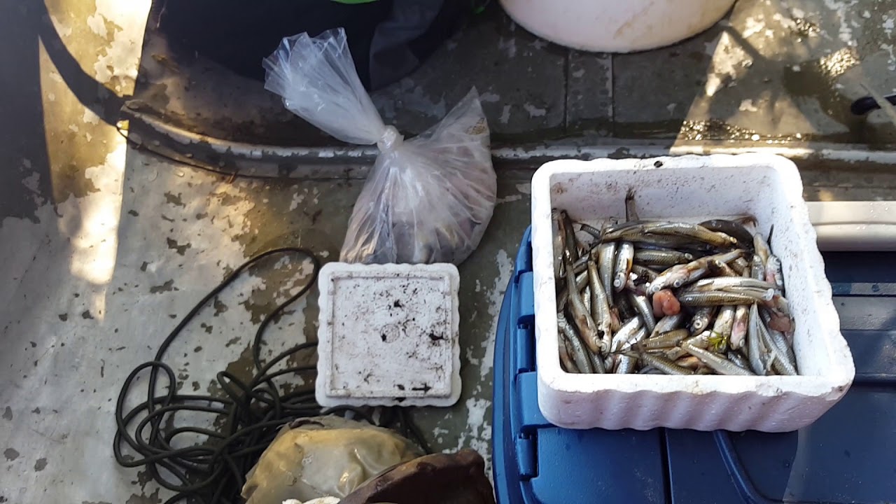 Catfishing Tutorial (Part One) The Chum - YouTube