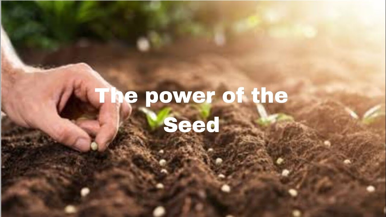 The power of the Seed - YouTube