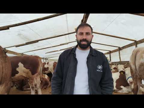 BÜYÜK BAŞ KURBAN KİLO VE FİYATLAR BURSA GEÇİT KURBAN PAZARI NO 21 