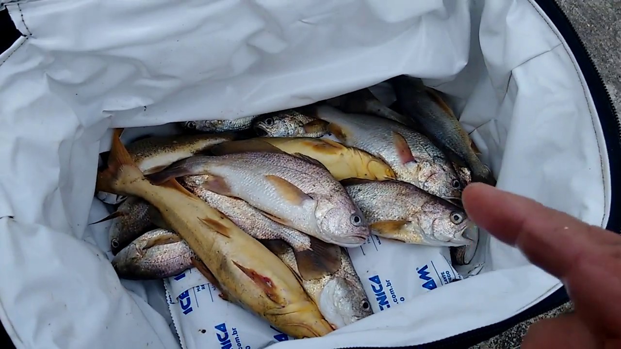 pescaria de cángua na plataforma de monguagá - YouTube