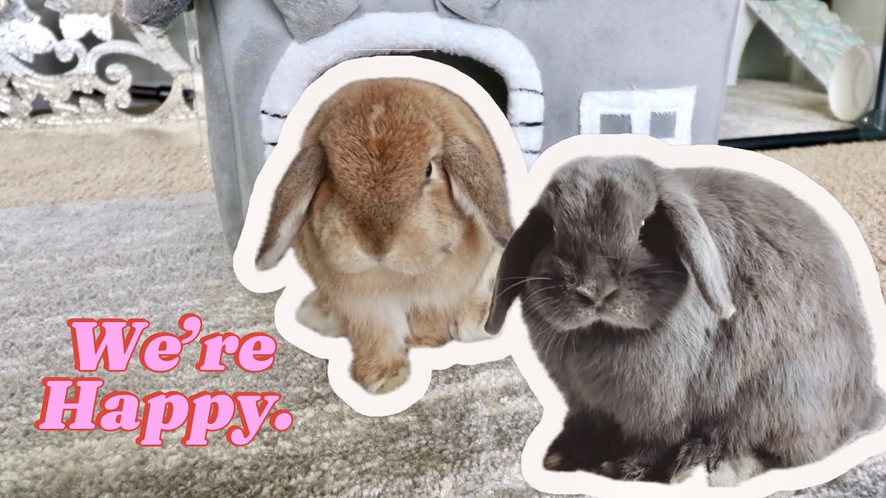 Happy Bunnies Hopping! Endless Binkies and Zoomies - YouTube