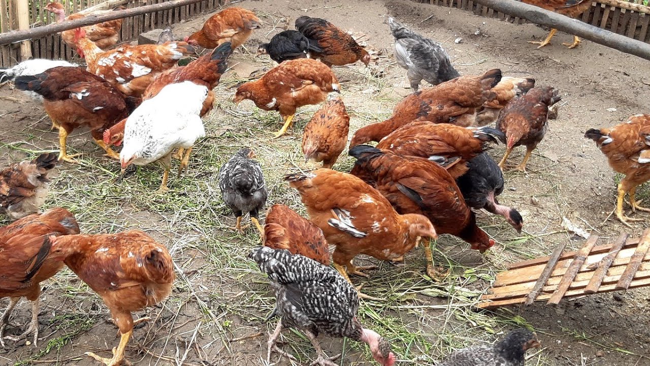 open farm chicken grazing | village chicken farming by sabuk Adhikari ...