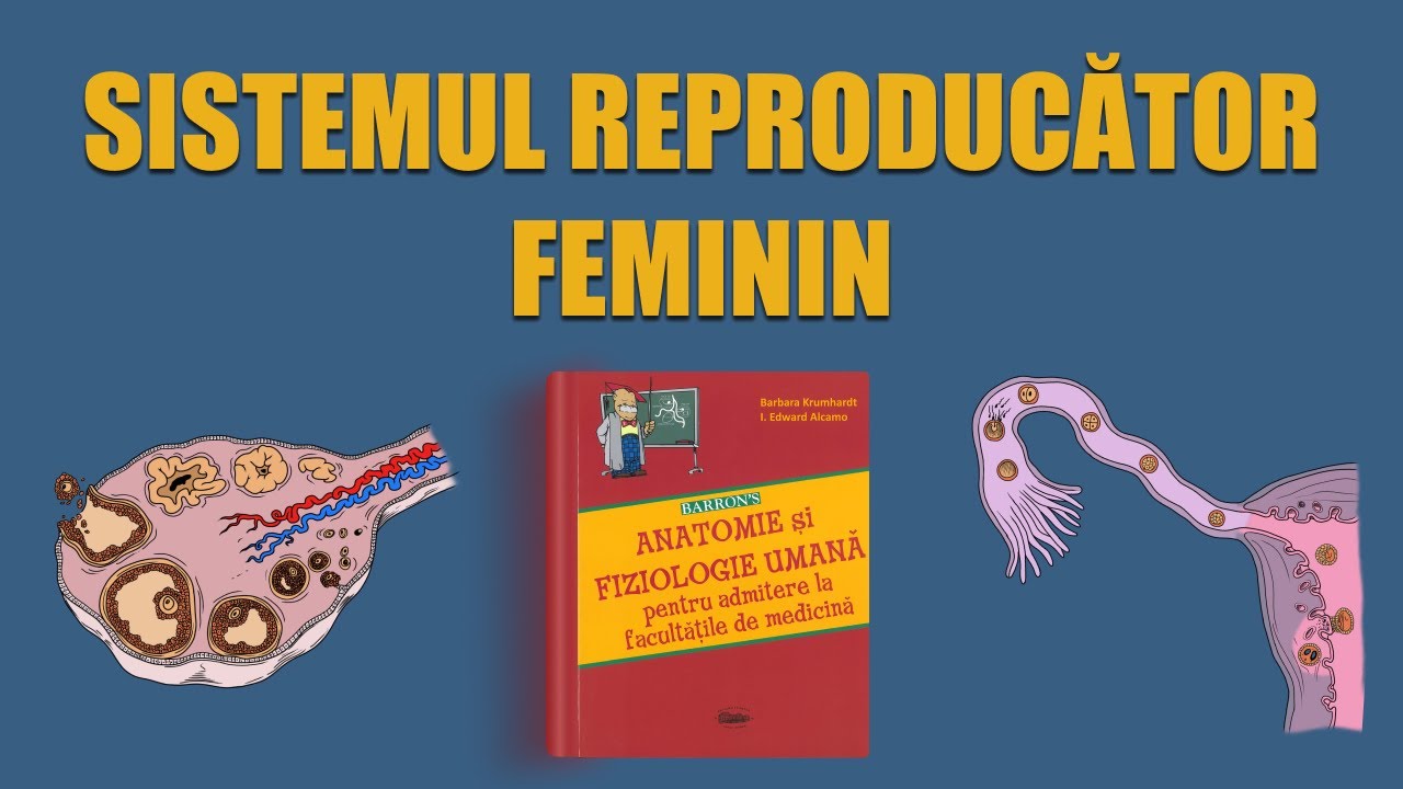 C23. Sistemul reproducător feminin | LIVE BARRON'S ADMITERE MEDICINĂ ...