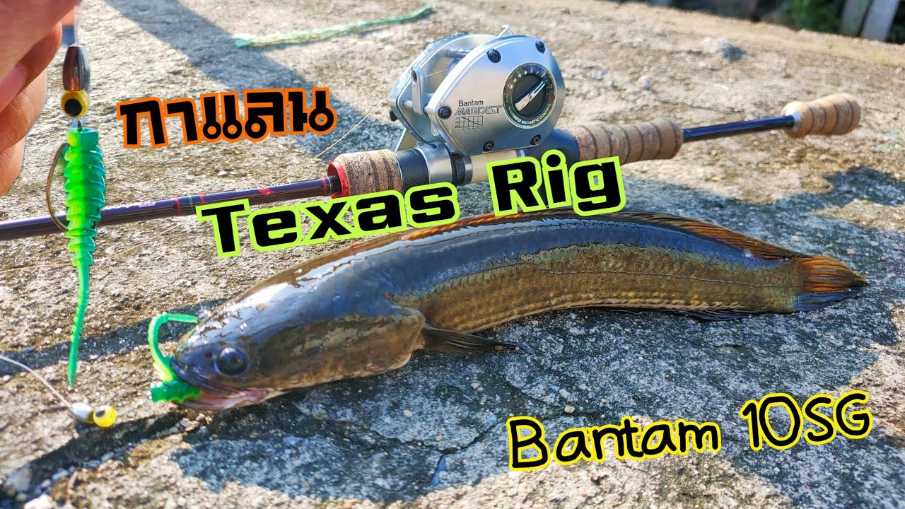 Texas Rig กาแลน ปลาช่อนคลอง Bantam 10SG รอกวินเทจ - YouTube