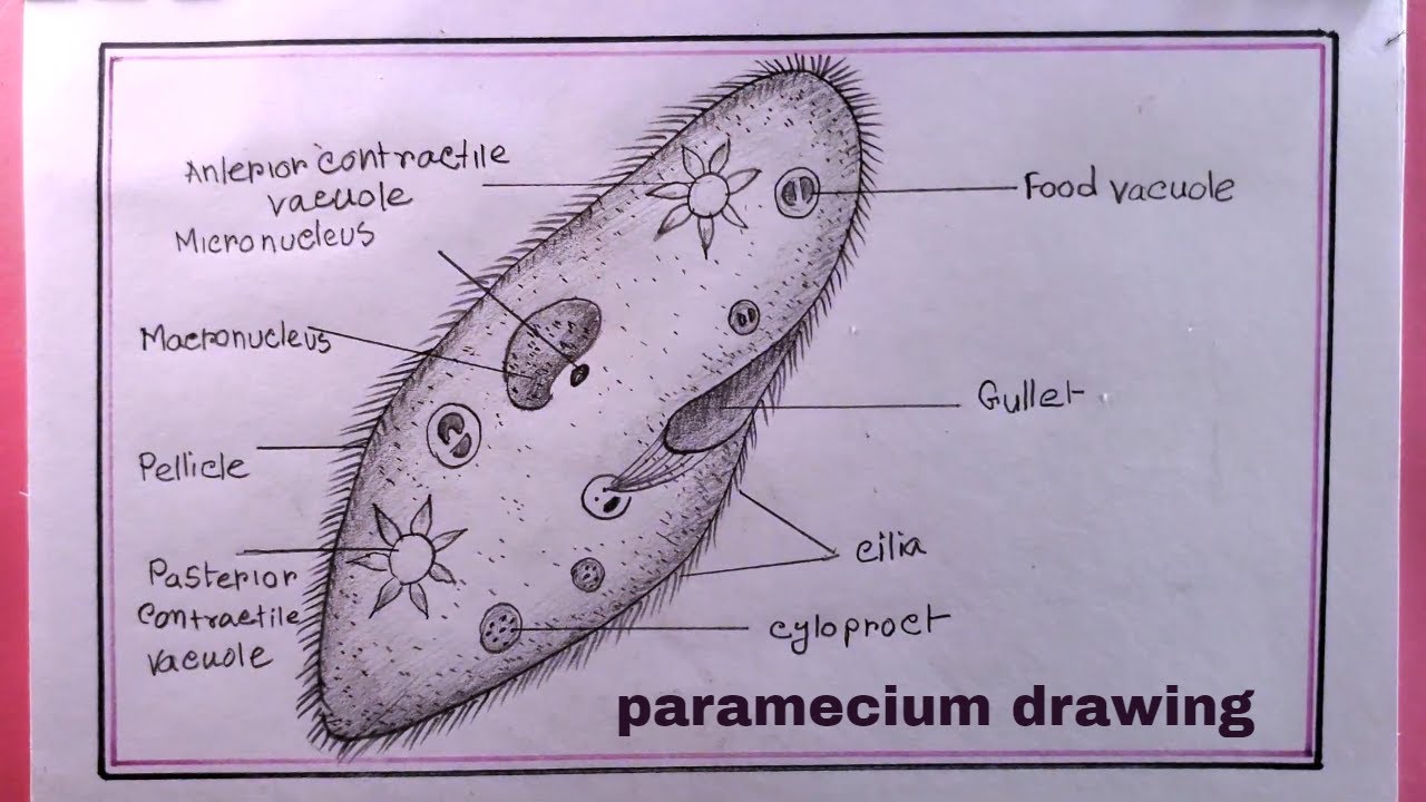 Paramecium Drawing Poster For Sale Mit "Paramecium Caudatum" Von