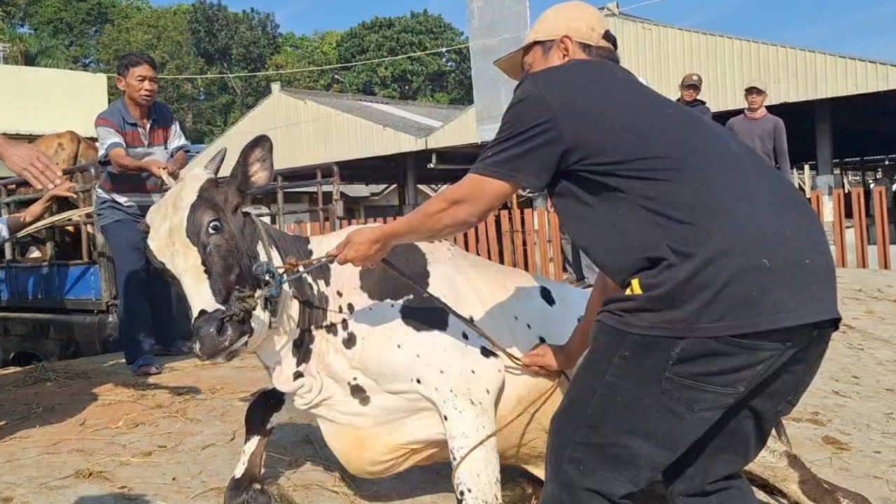 SAPI NGAMUK KAGET ADA TRUK TELOLET DATANG‼️ - YouTube