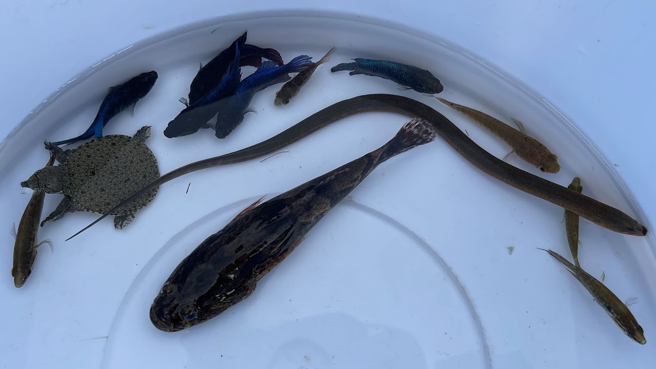 Unbelievable This Beautiful Lake Found Baby Softshell turtle Eel ...