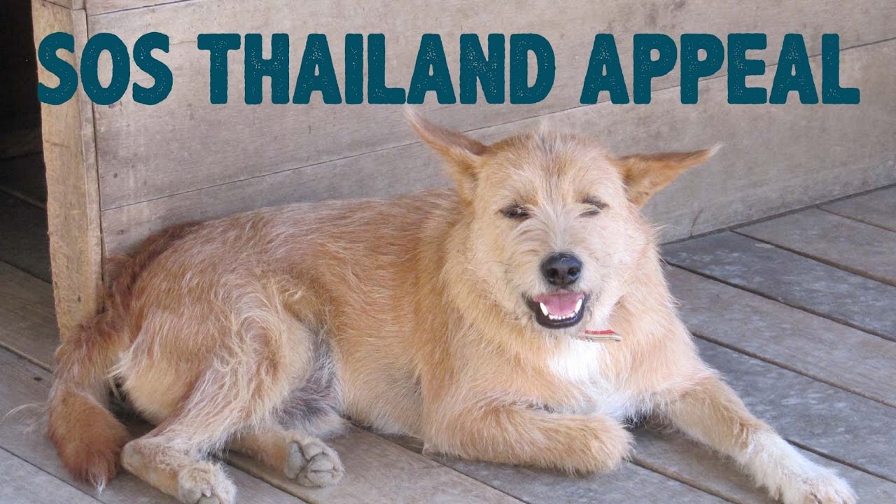 SOS Thailand Appeal (Thai) - YouTube
