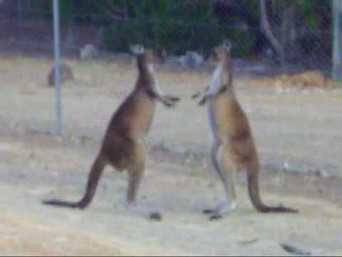 Kangaroo Kickboxing - YouTube