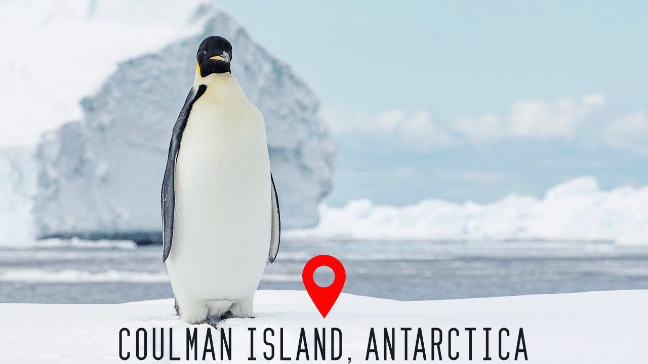Emperor penguin, Coulman Island, Antarctica 4K - YouTube