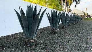 Perfectly Trimmed Agave Americana Century Plant’s