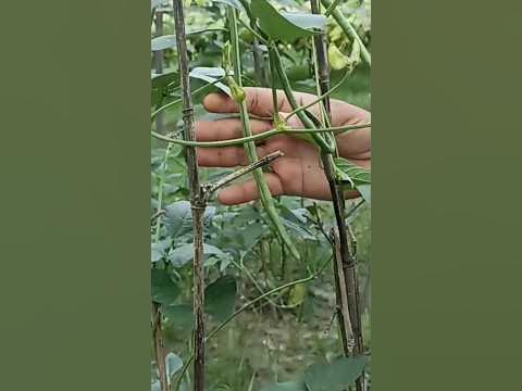 ये है लोबिया की उन्नत किस्म | Cowpea Farming | Lobia Ki Kheti #lobia - YouTube