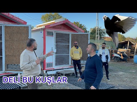 KOSOVA DÖNEKLERİ VE MAKEDON DÖNEKLERİ  BİRBİRLERİNE KARŞI  RESTLEŞMEYLE UÇURULDU