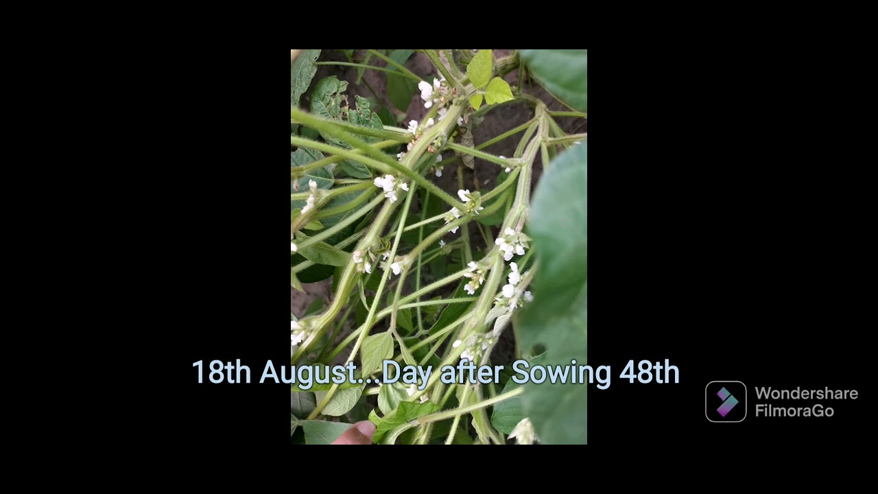 Soyabean Timelapse till Pod filling@IndianFarmer - YouTube