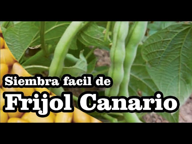 Planta De Frijol Lima En Una Maceta Nuevos Cultivares De Frijol Lima