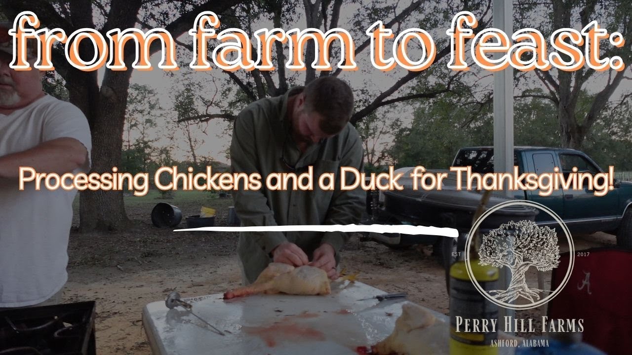 From Farm to Feast: Processing Chickens and a Duck for Thanksgiving ...