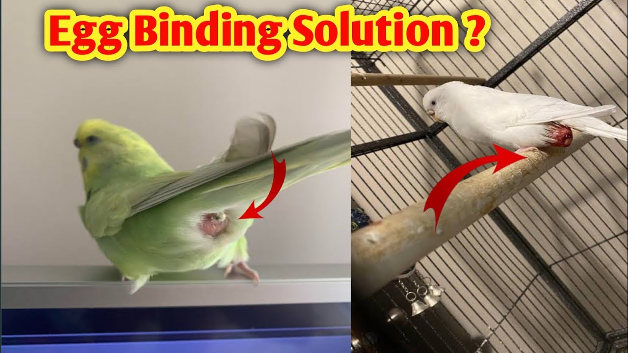 Eggs Binding Treatment | How We Treat Egg Binding Birds - YouTube