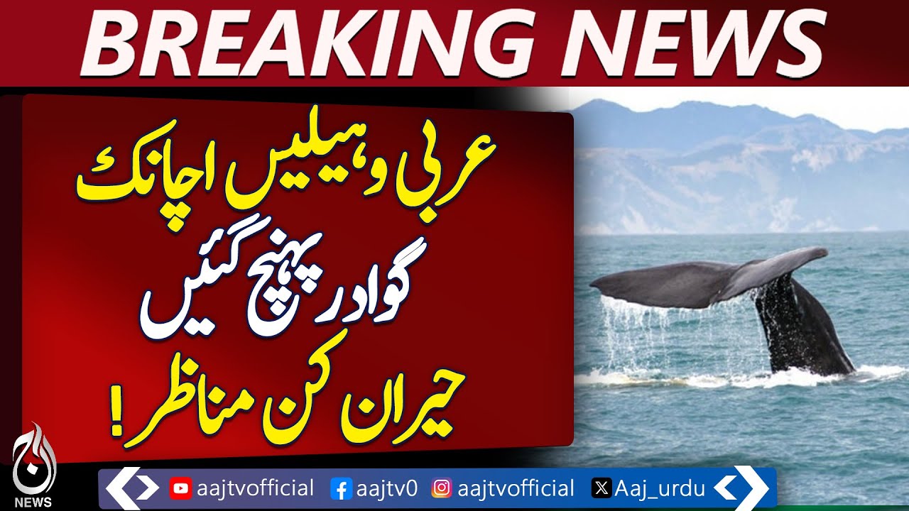 Gwadar | Arabian Whales | Rare Marine Species | WWF Pakistan ...