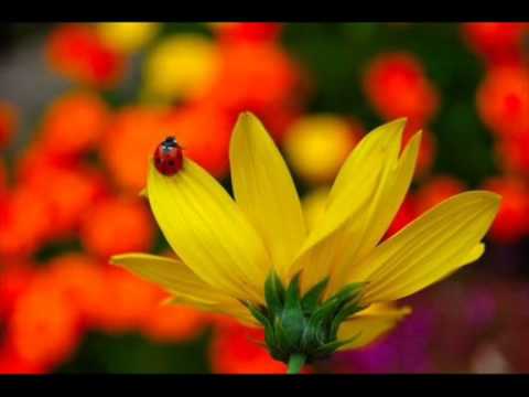 Hazan gibisin (yeni anadolu-rock eser tanıtım videosu)