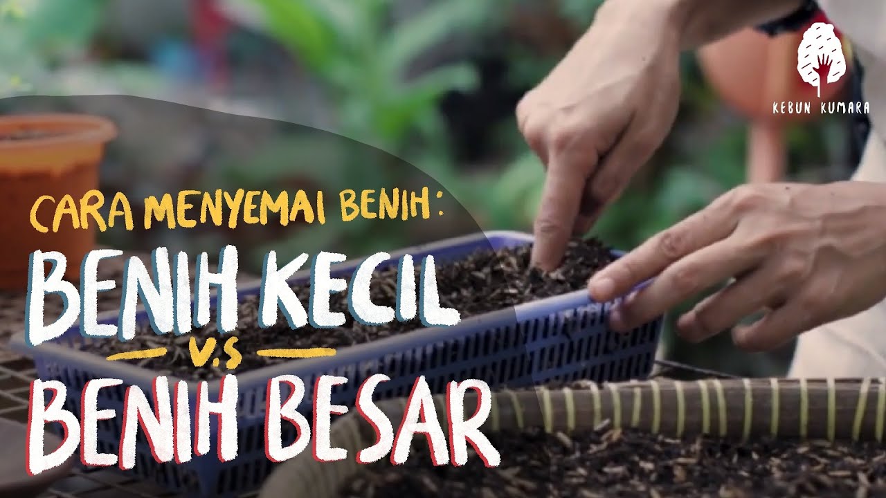 MENYEMAI BENIH ITU MUDAH - YouTube