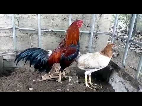 Gallo asil pisando gallina Sweater - YouTube