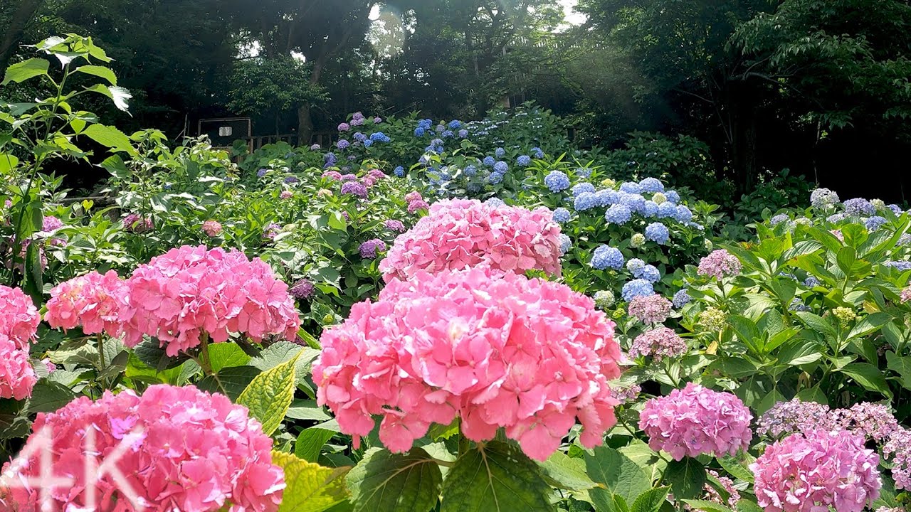 【4K】Walking in Asukayama Park with beautiful hydrangeas | Tokyo, Japan ...