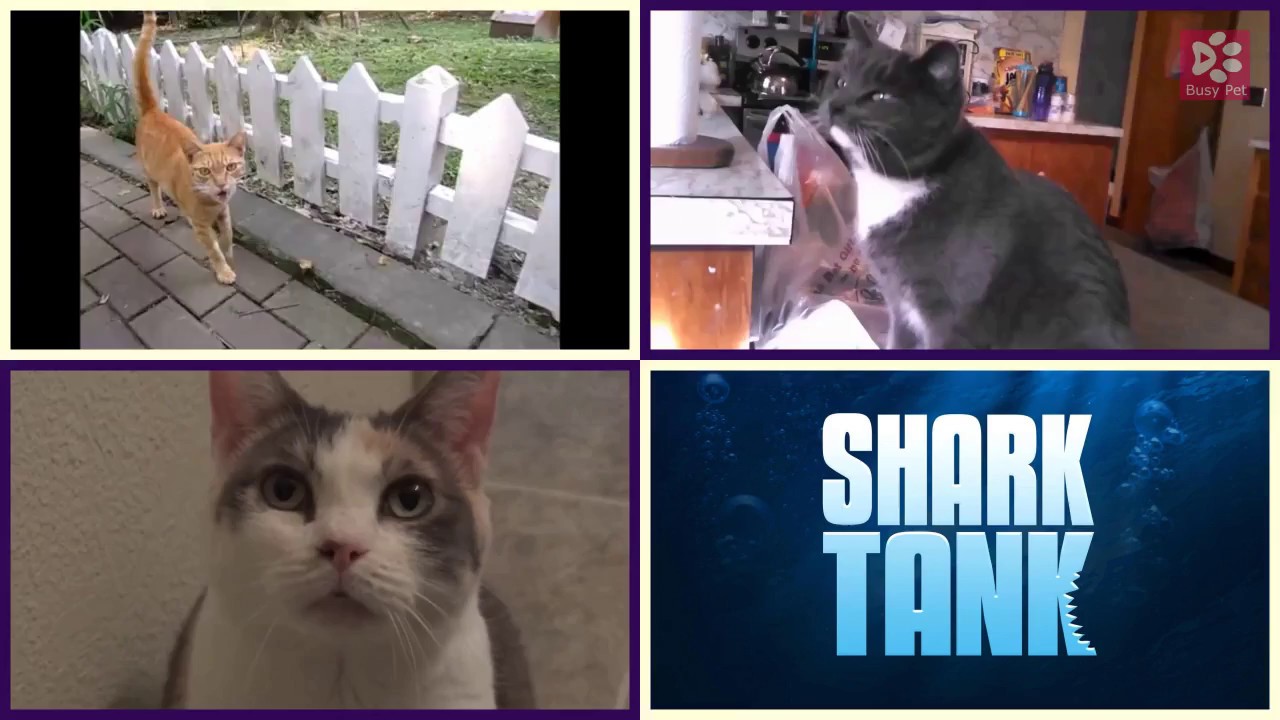 Cats Meowing SHARK TANK THEME SONG (A cappella) - YouTube