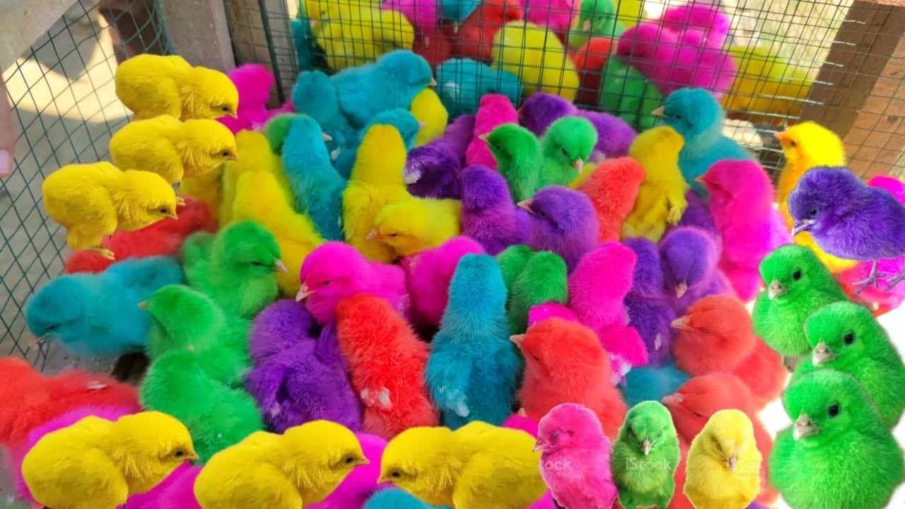 Catch Cute Chickens,Colorful Chickens, Rainbow Chickens, Cute, Ducks ...
