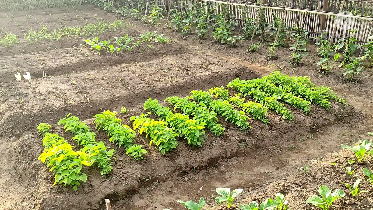 Demplot P2L tentang sayuran organik, KWT Dewi Sekar Gading - YouTube