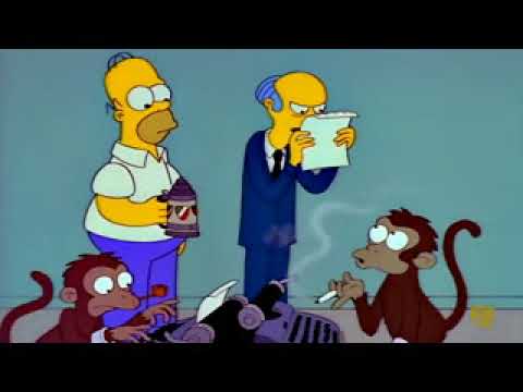Mono tonto estupido - Frases Homero & Cia - YouTube