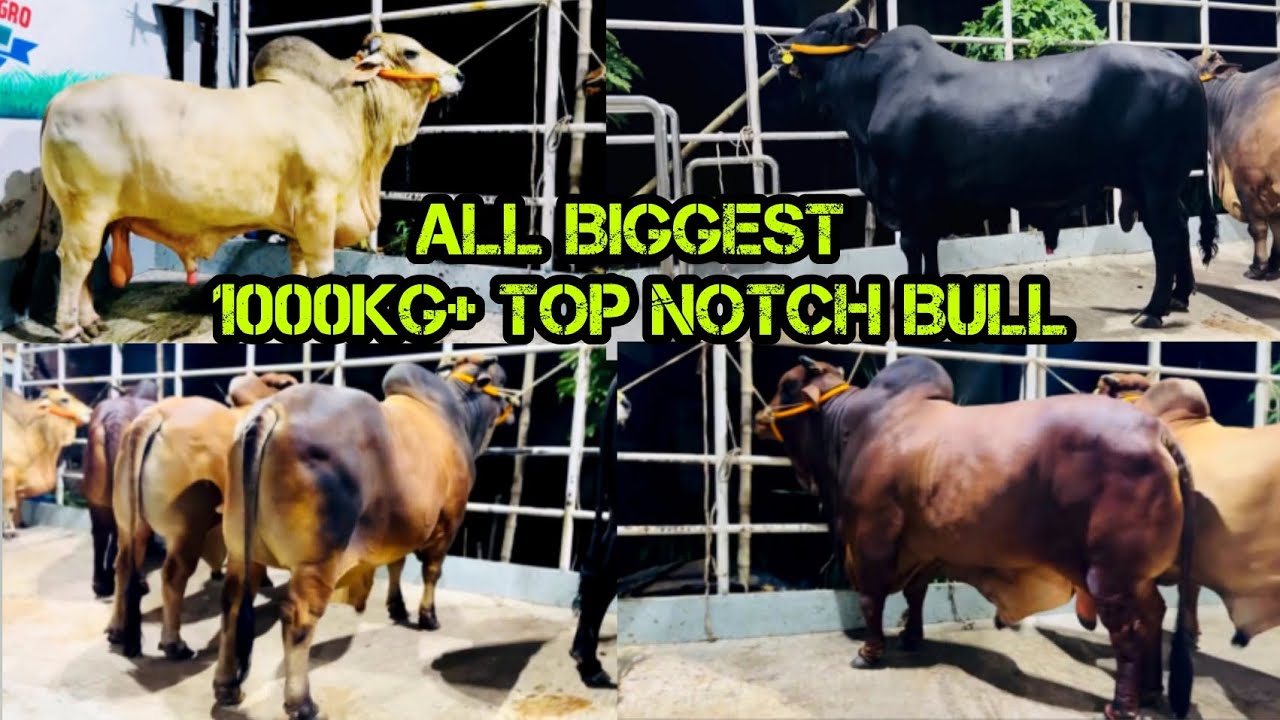 Biggest 1000+ Top Notch Bull Line Up Of Bangladesh Live Display AT ...