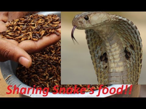 Eating winged termites | Eesal | Eating insects | Organic Village Food ...