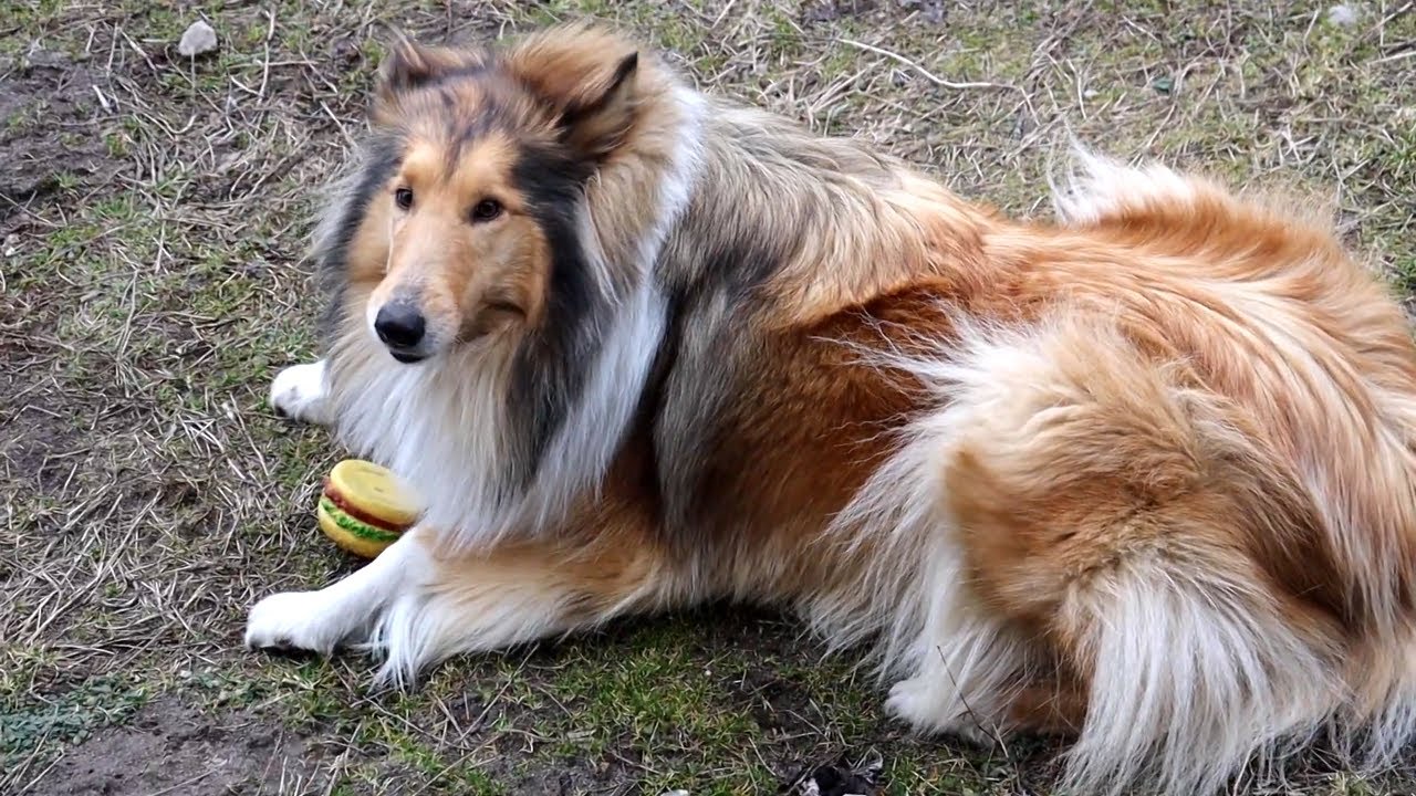 Rough Collie Jessie runs, plays and barks in the yard - YouTube