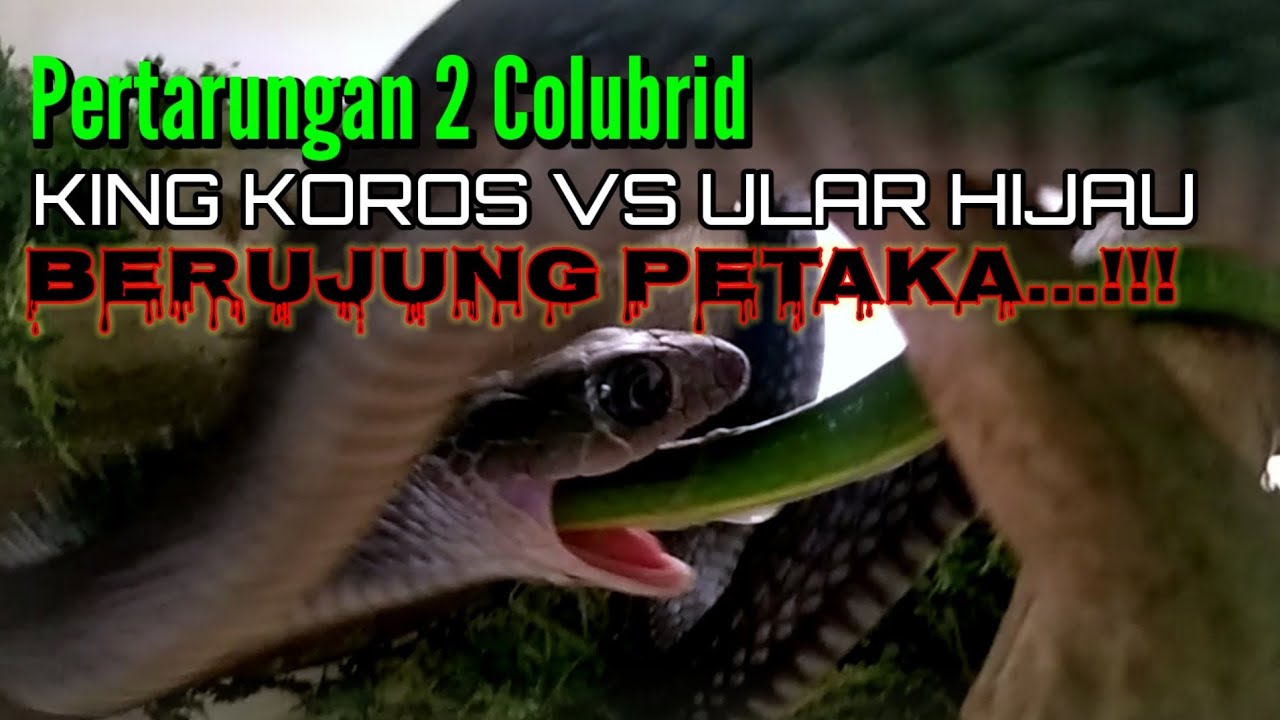 KING KOROS VS ULAR HIJAU #ular #viral #shorts - YouTube