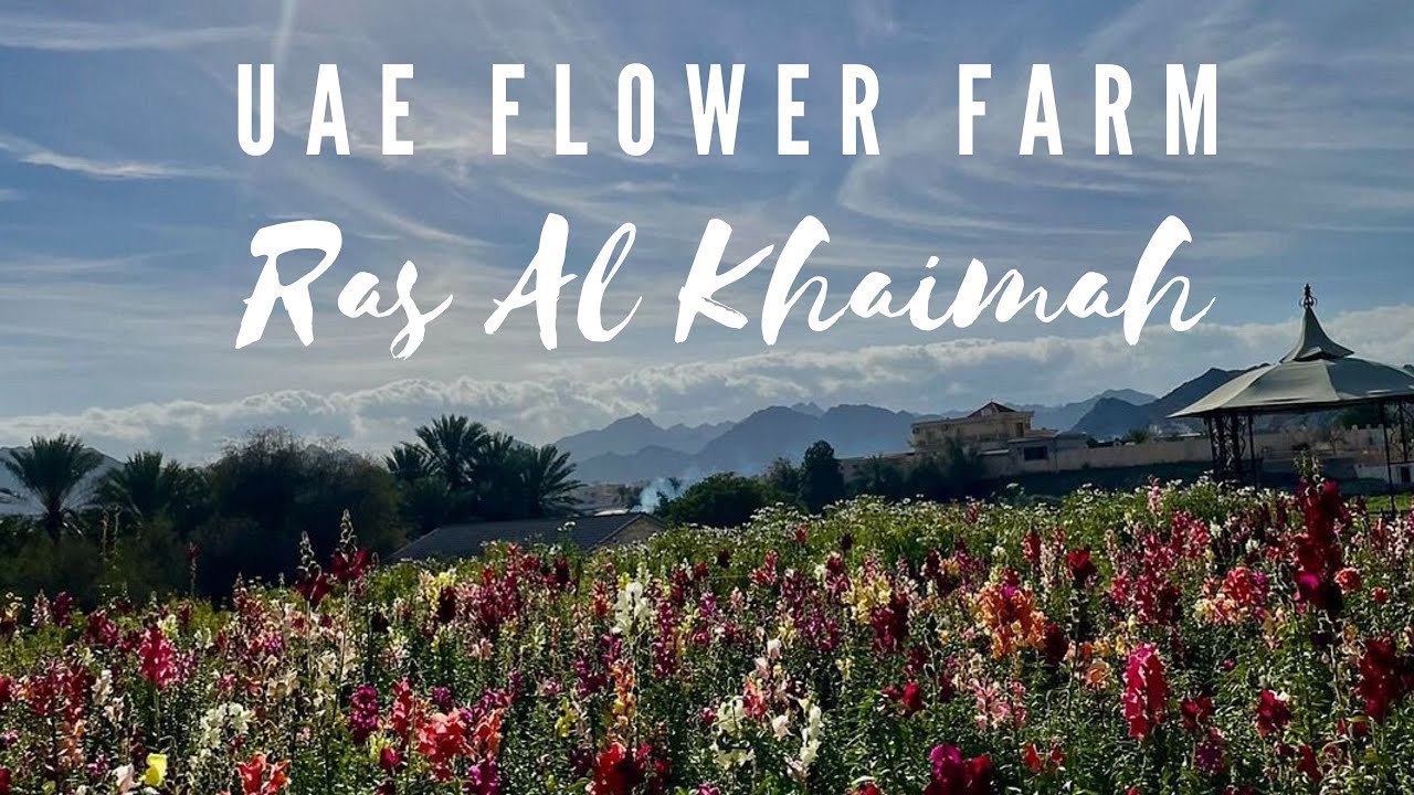 BLOSSOMING EXPERIENCE | UAE FLOWER FARM | Ras Al Khaimah - YouTube
