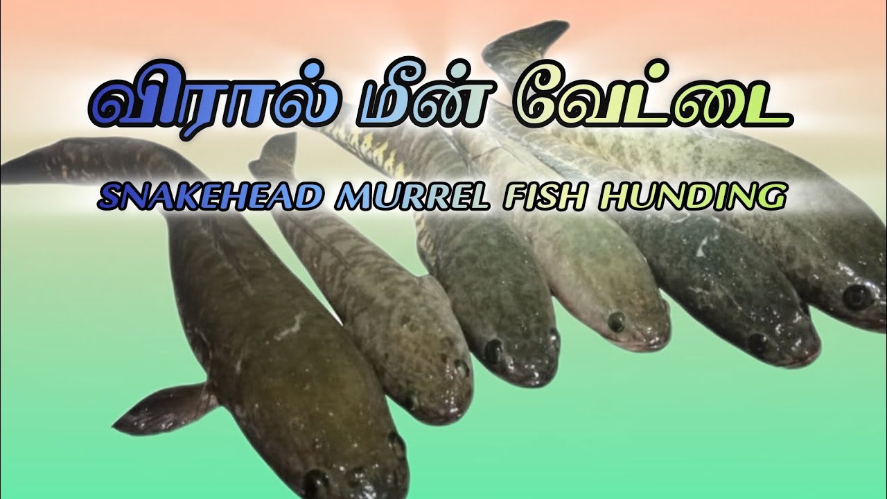 விரால் மீன் வேட்டை/SNAKEHEAD MURREL FISH/NIGHT FISHING FISH🐠🦈 VIRAL ...