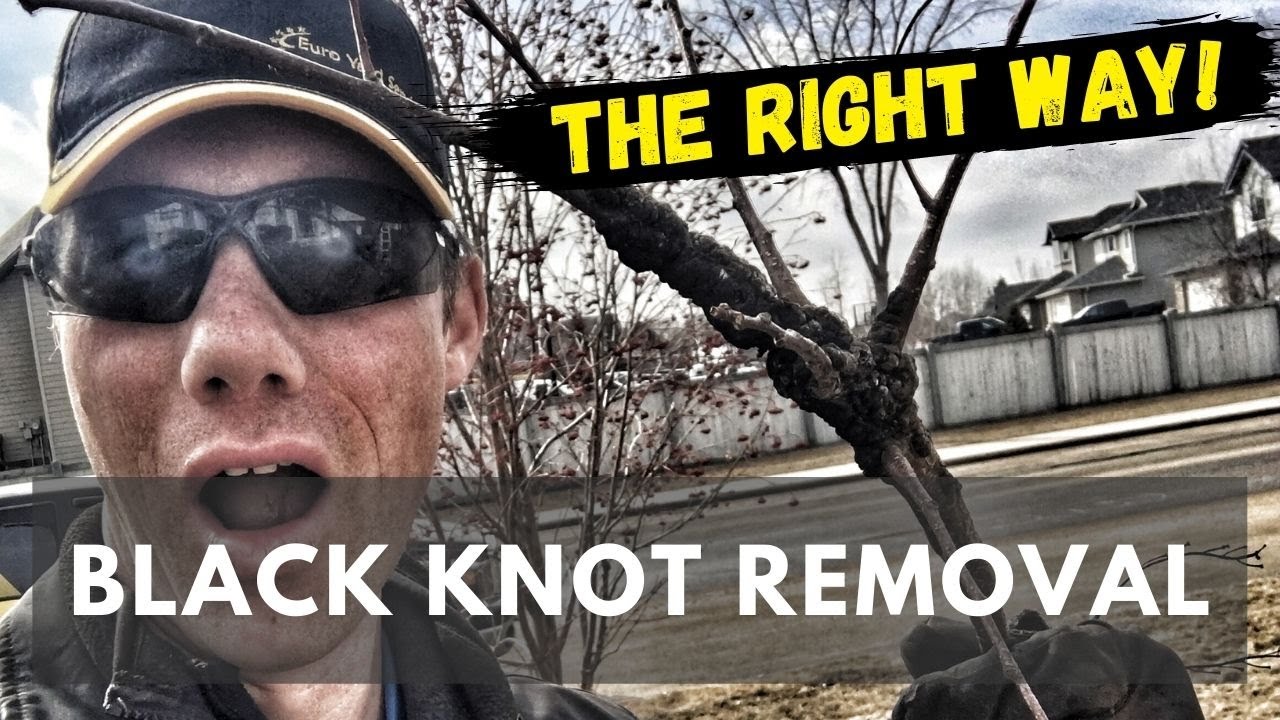 How to get rid of Black Knot - YouTube